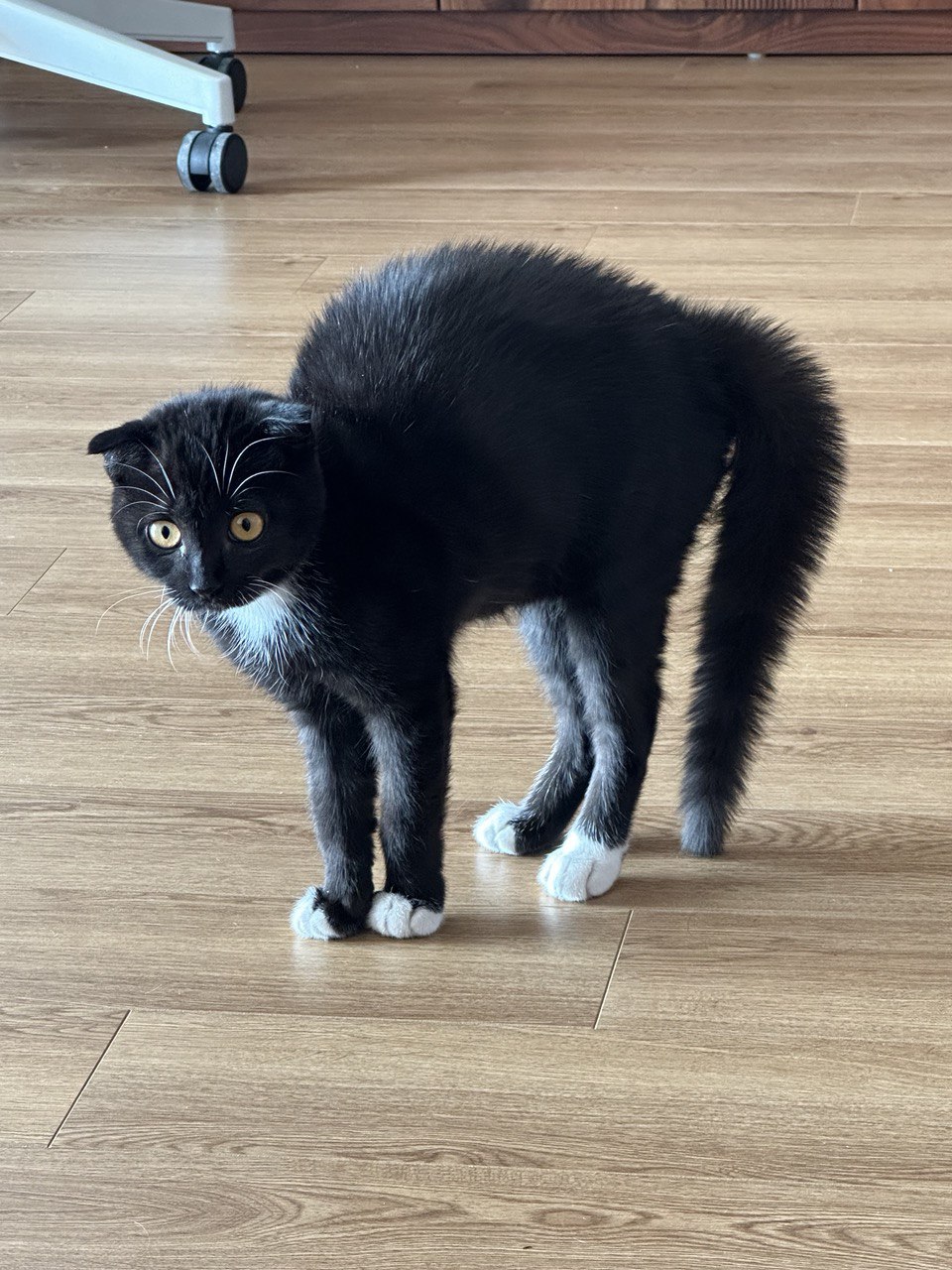 About – Truong Hoang